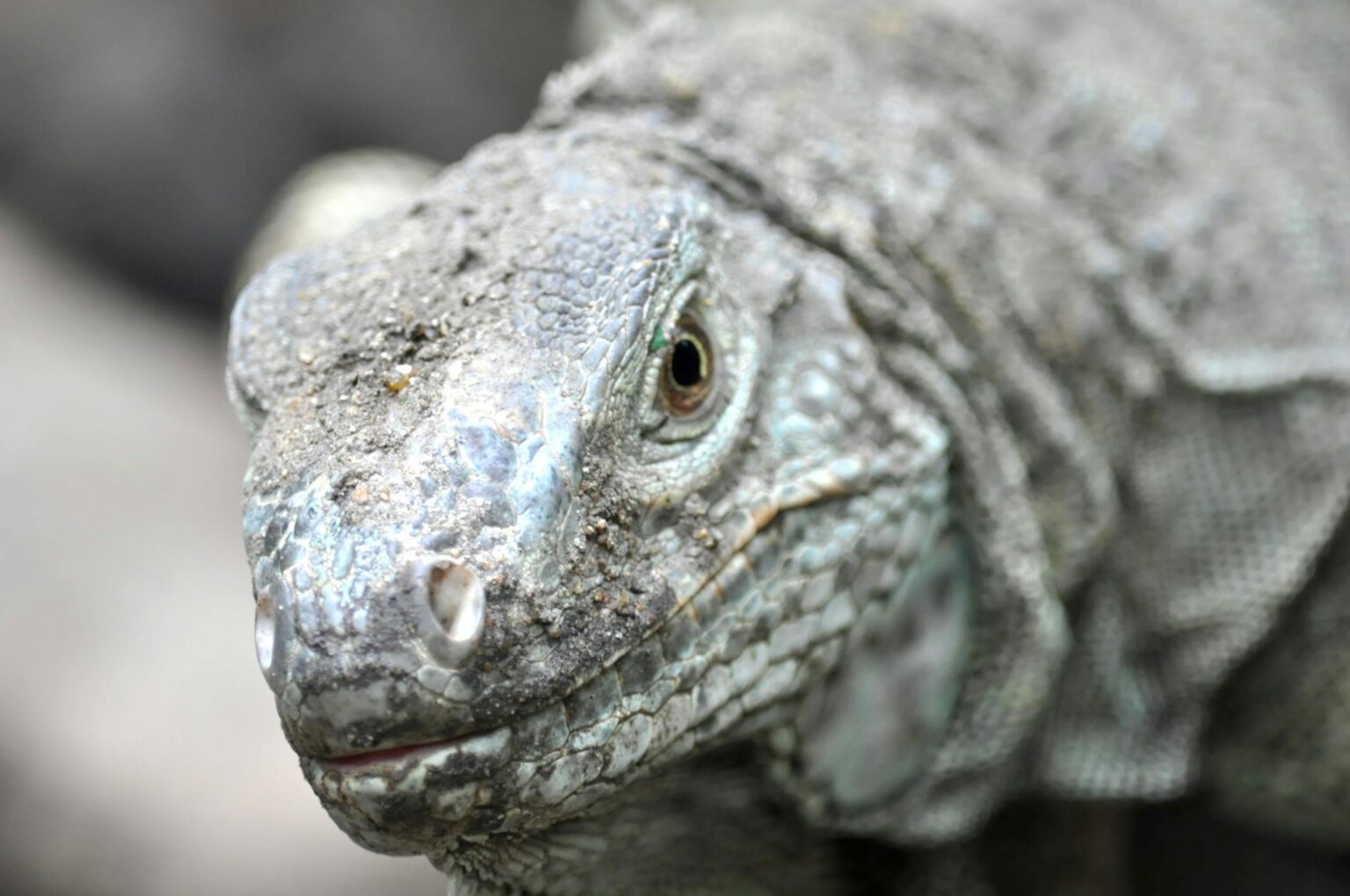 Komodo Dragons: Habitat, Diet & Conservation